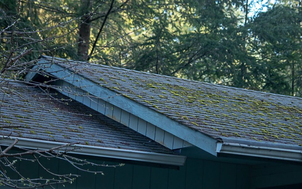 Preventing and Addressing Roof Mold - Houston Roofing Company